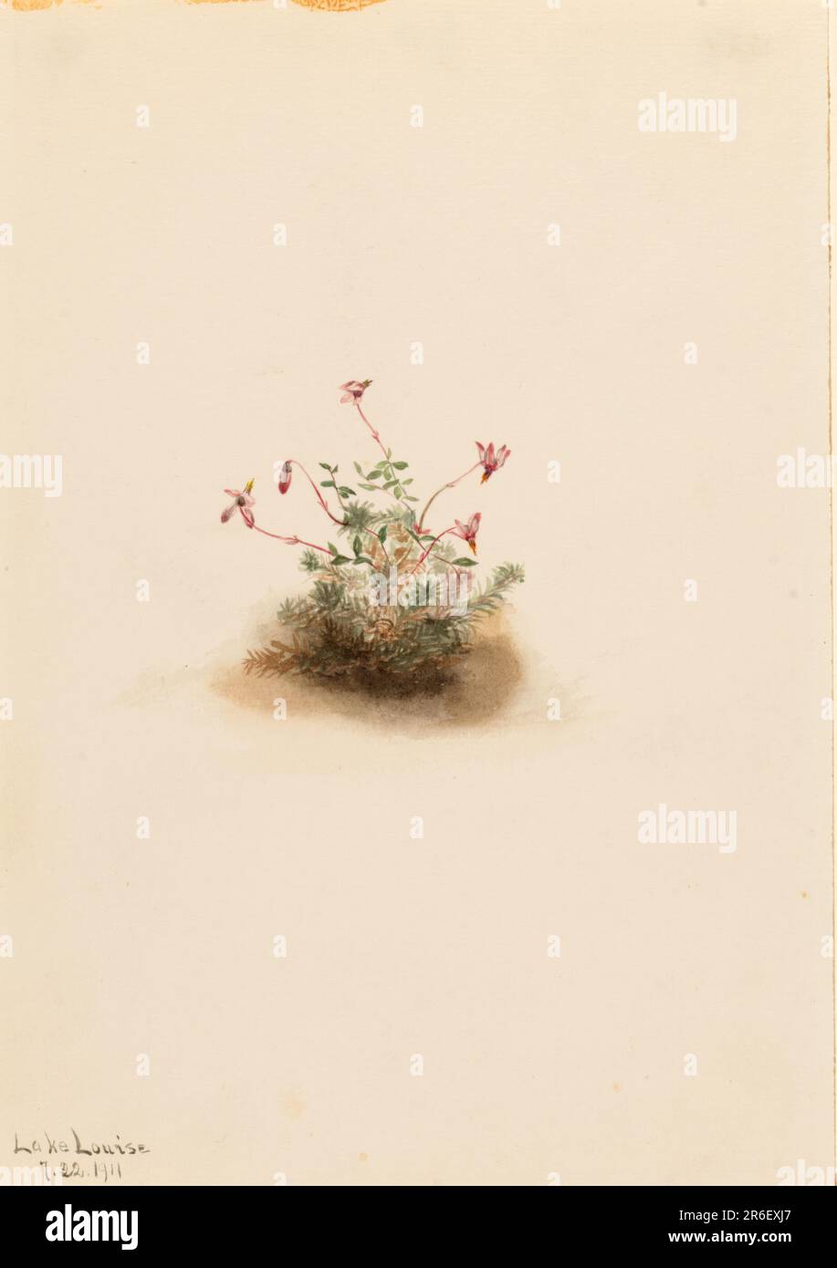 Small Cranberry (Oxycoccus palustris). Date: 1911. Watercolor on paper ...