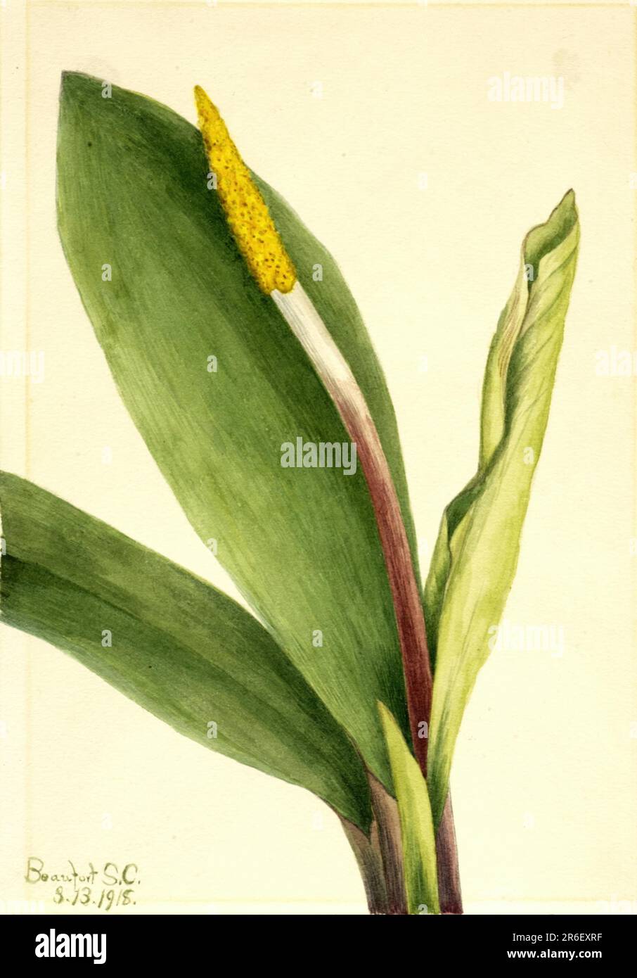 Goldenclub (Orontium aquaticum). Date: 1918. Watercolor on paper ...
