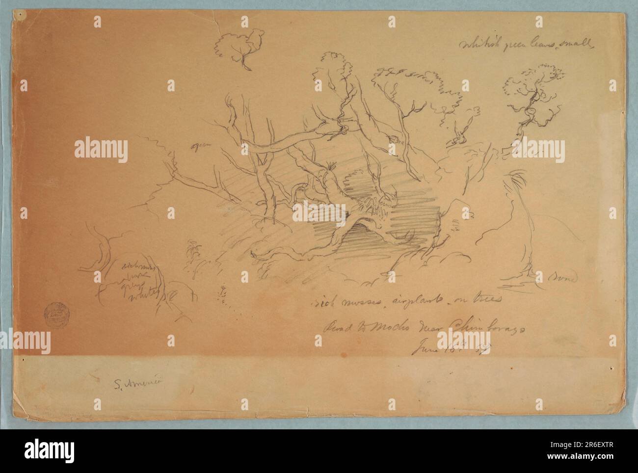 Horizontal sheet containing details of trees and rock on a road ...