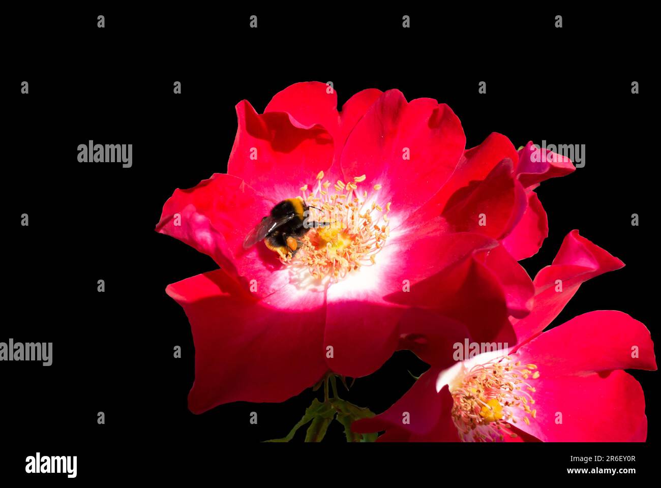 A bee pollinating rose flower with black background Stock Photo - Alamy