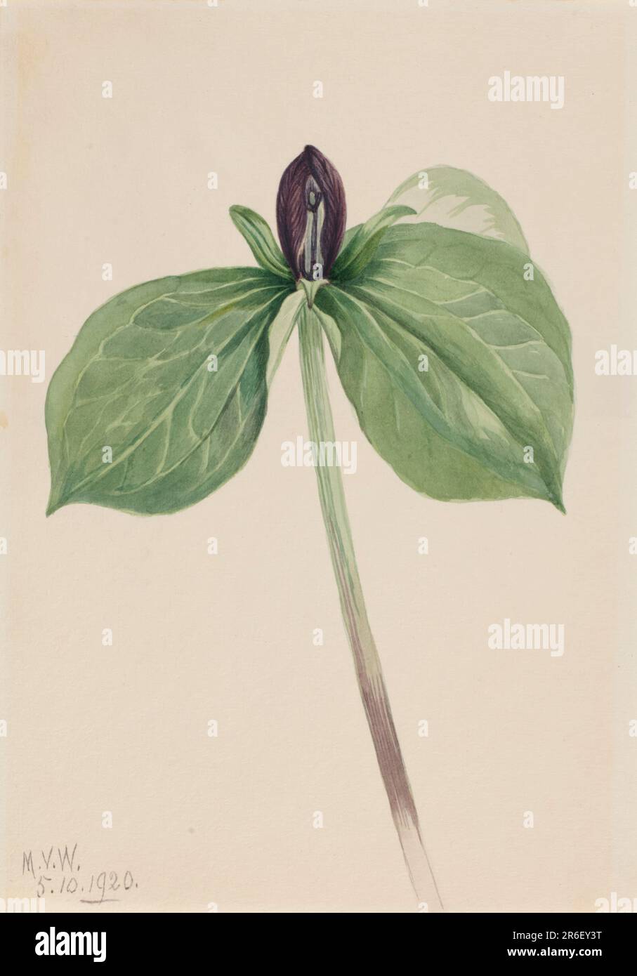 Wake-Robin (Trillium sessile). Date: 1920. Watercolor on paper. Museum ...