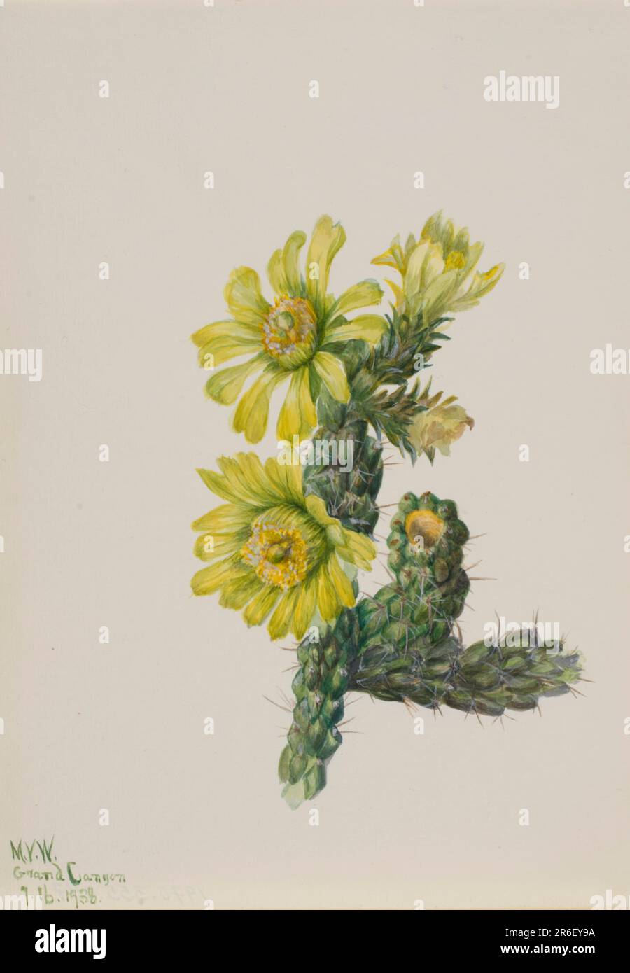 Cholla Opuntia whipplei. Watercolor on paper. Date: 1938. Museum ...