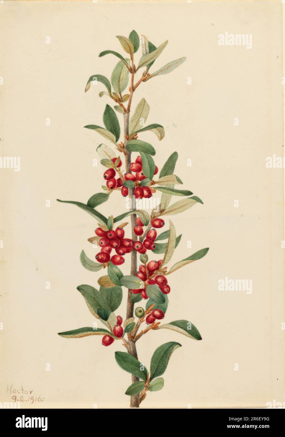 Canada Buffaloberry (Lepargyrea canadensis). Date: 1916. Watercolor on ...