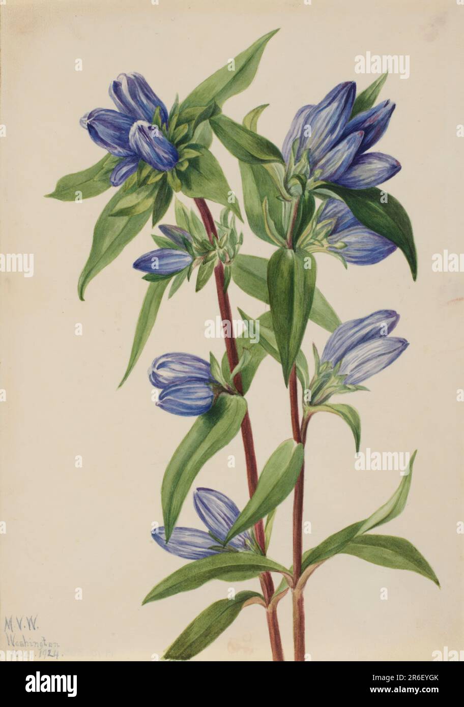 Bottle Gentian (Gentiana saponaria). Date: 1924. Watercolor on paper ...