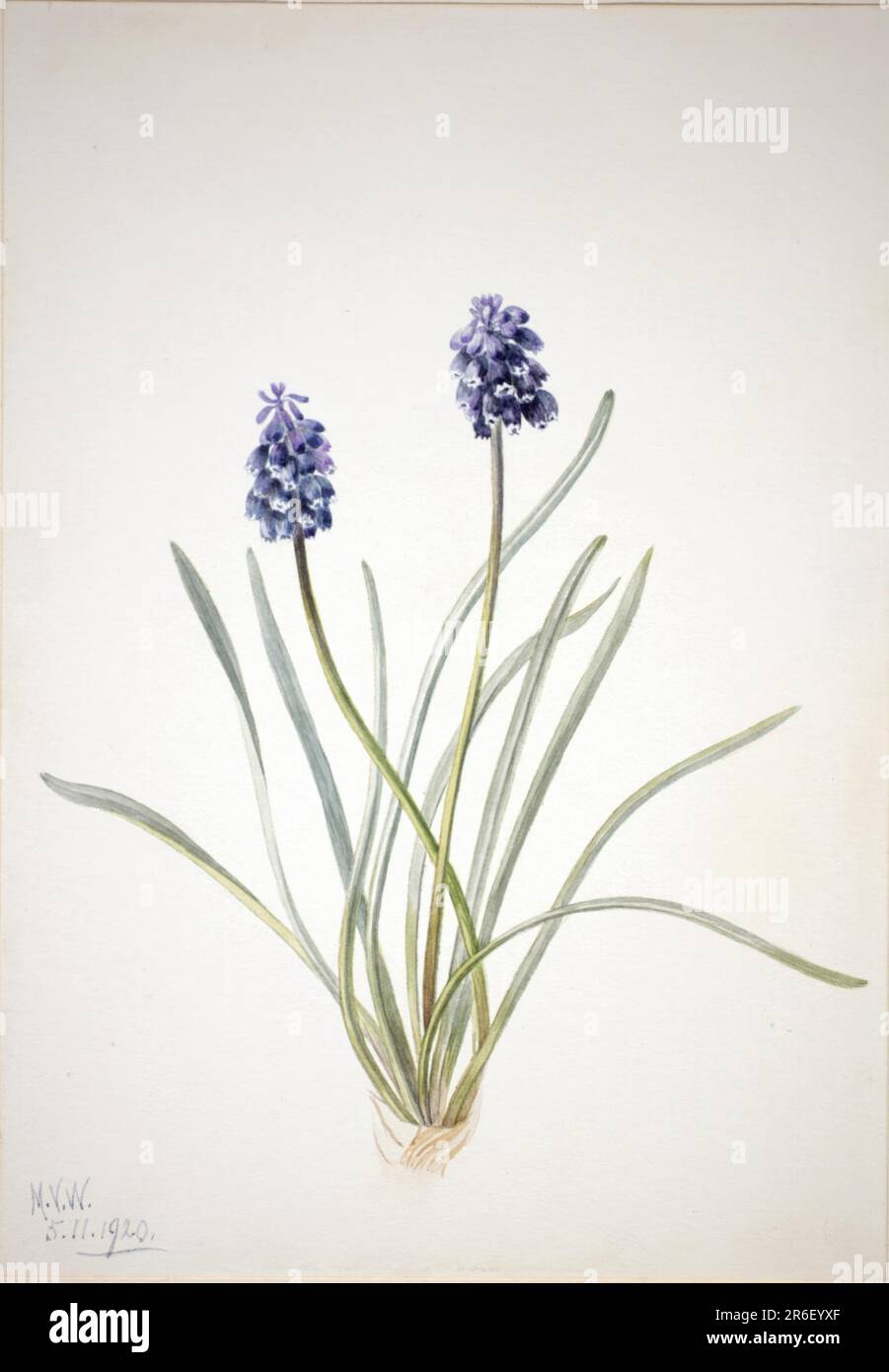 Grape Hyacinth (Muscari racemosum). Date: 1920. Watercolor on paper ...