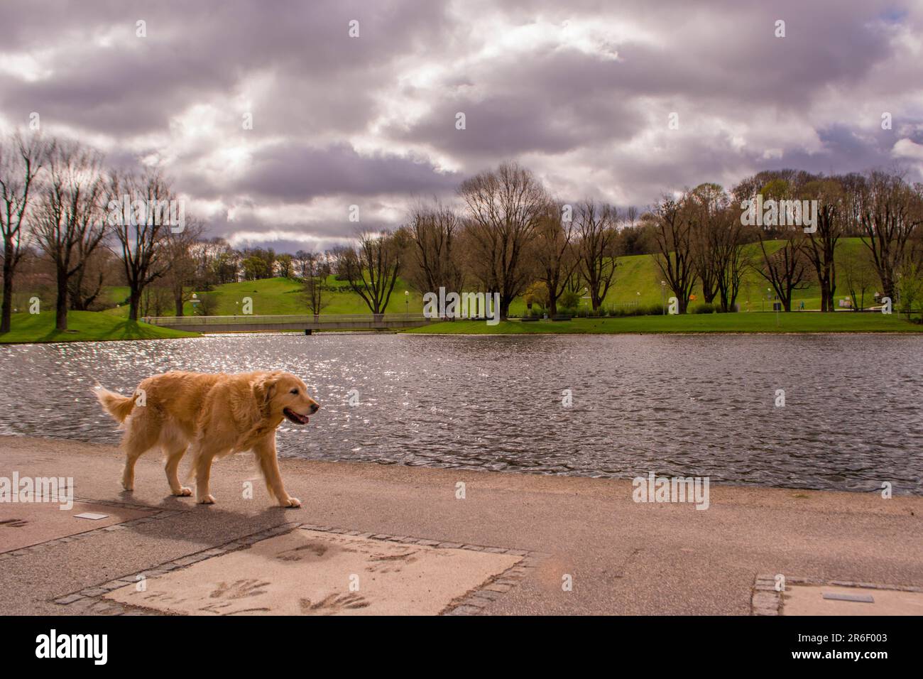 Labrador retriever walking by the lake, Olympiapark, Munich, Germany ...