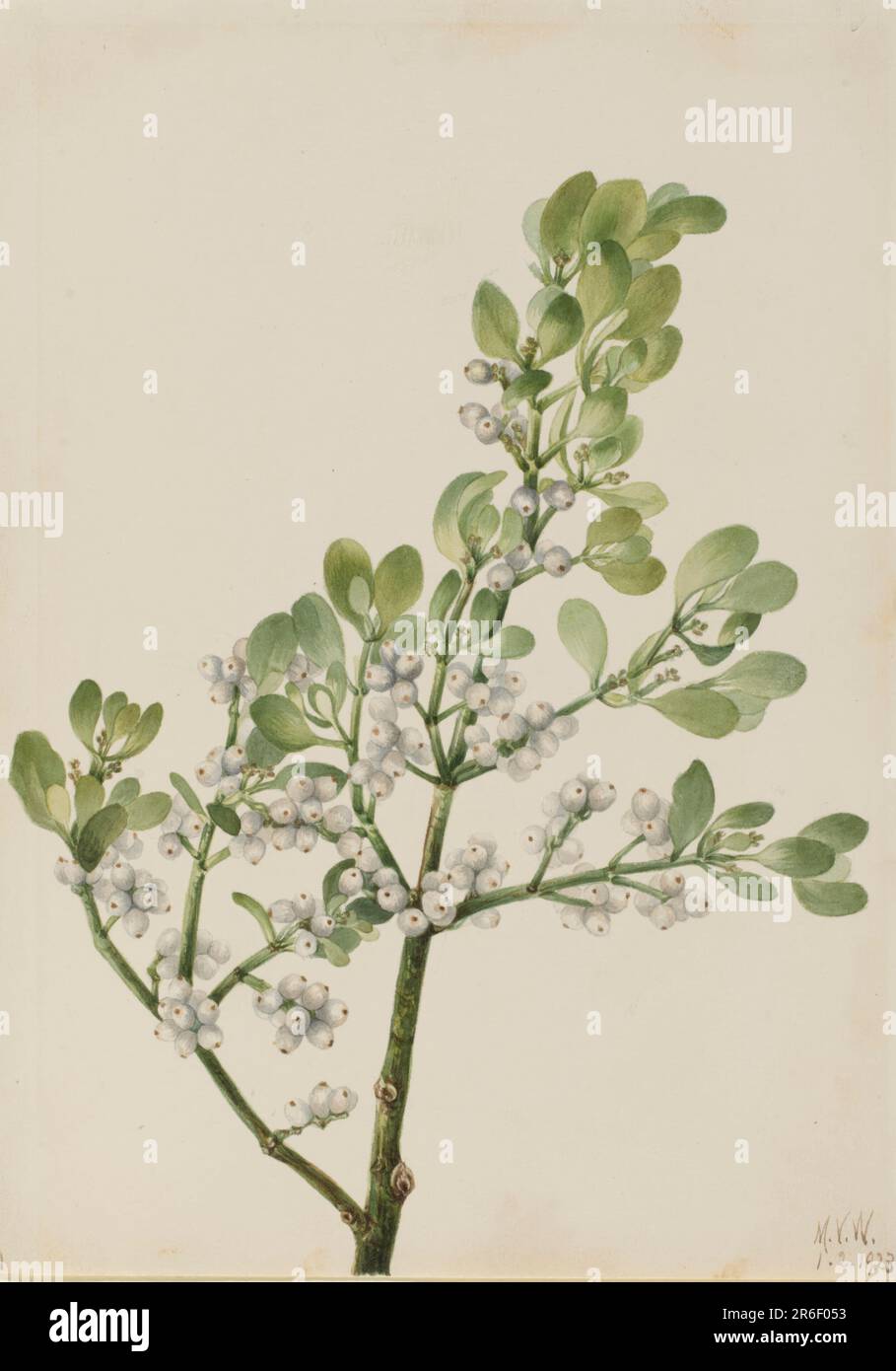 Phoradendron flavescens hi-res stock photography and images - Alamy