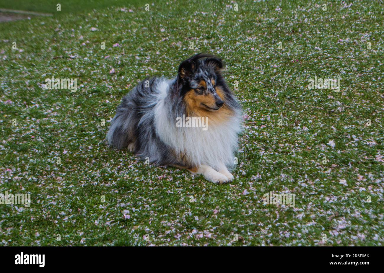 Pretty dog, border collie Stock Photo - Alamy