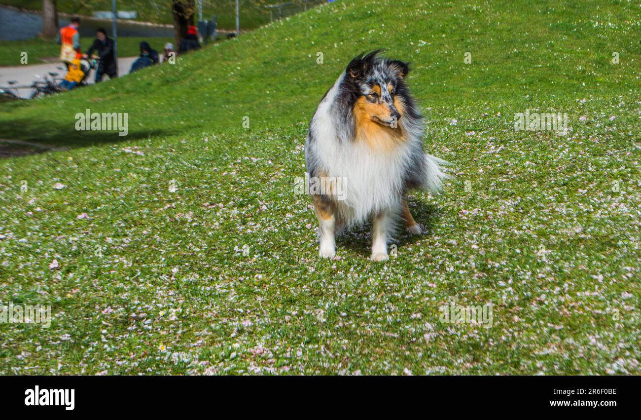 Pretty dog, border collie Stock Photo - Alamy