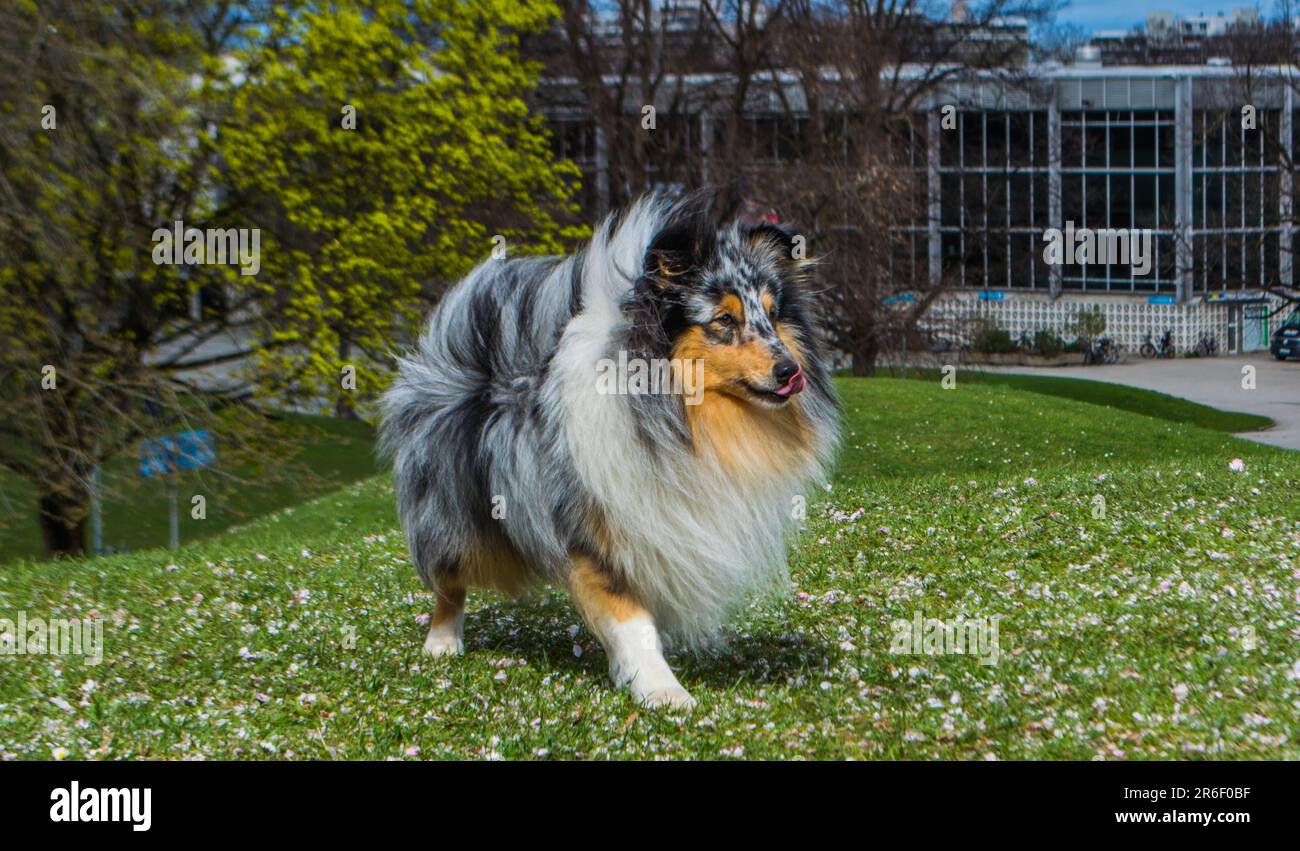 Pretty dog, border collie Stock Photo - Alamy