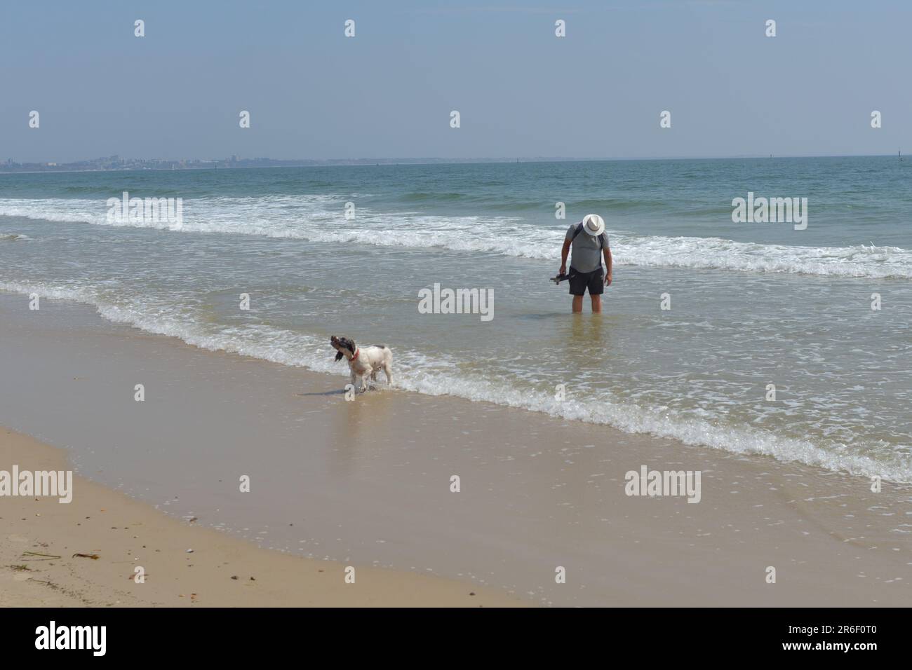 Studland, Dorset, UK, 9th June 2023, Weather. Man and dog in the sea in ...