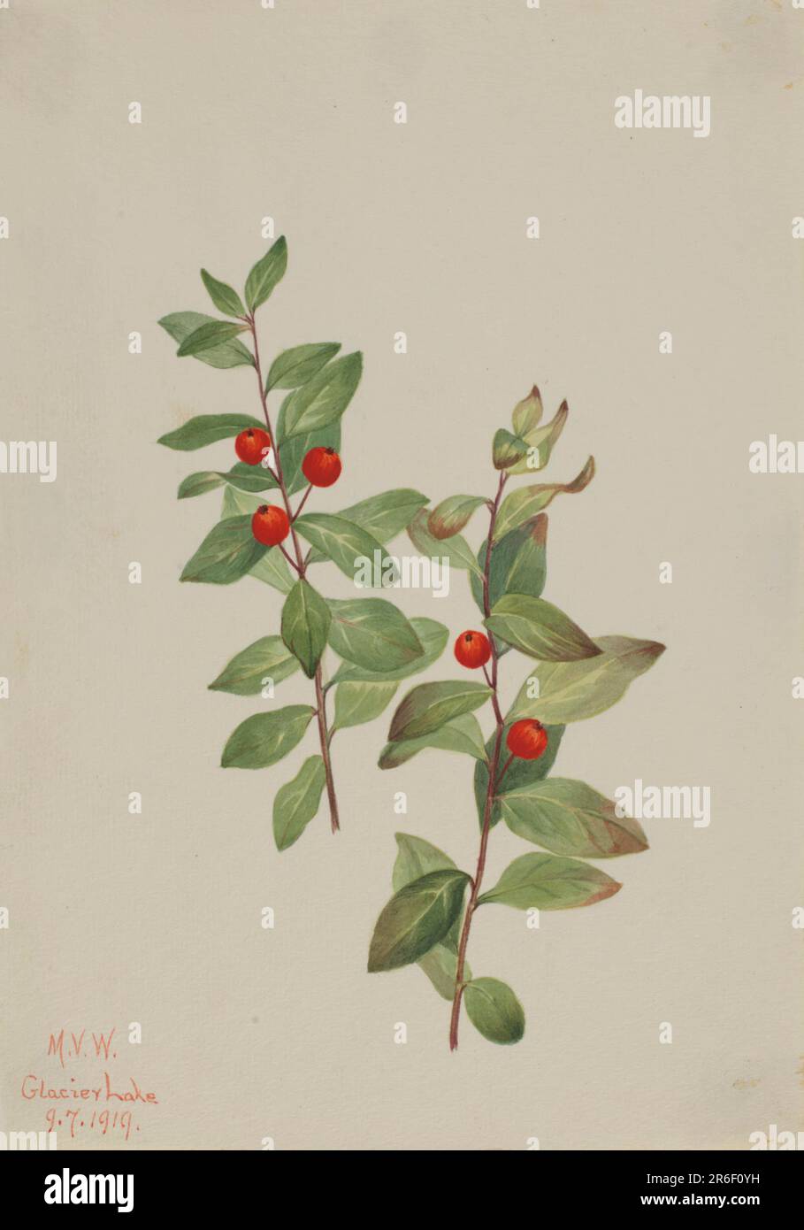 Comandra livida hi-res stock photography and images - Alamy