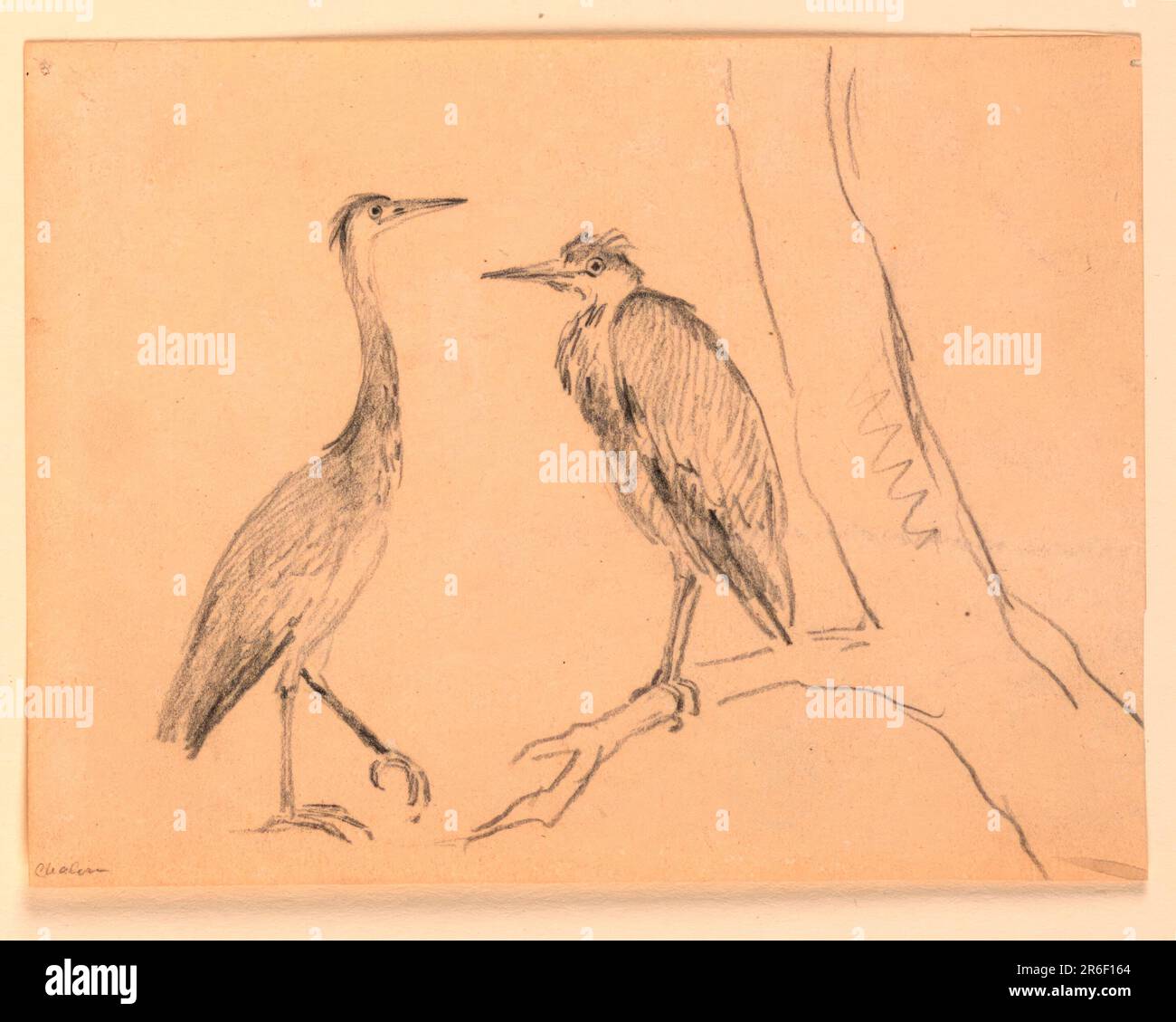 One is shown at left, in profile turned toward right and walking. The ...