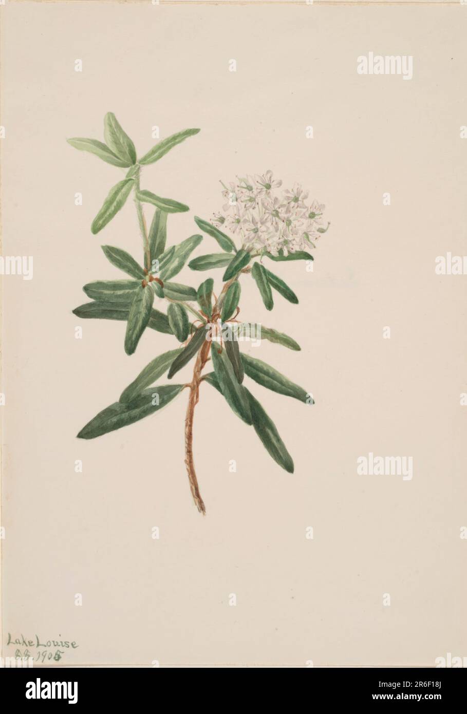 Labrador Tea (Ledum groenlandicum). Date: 1905. Watercolor on paper ...