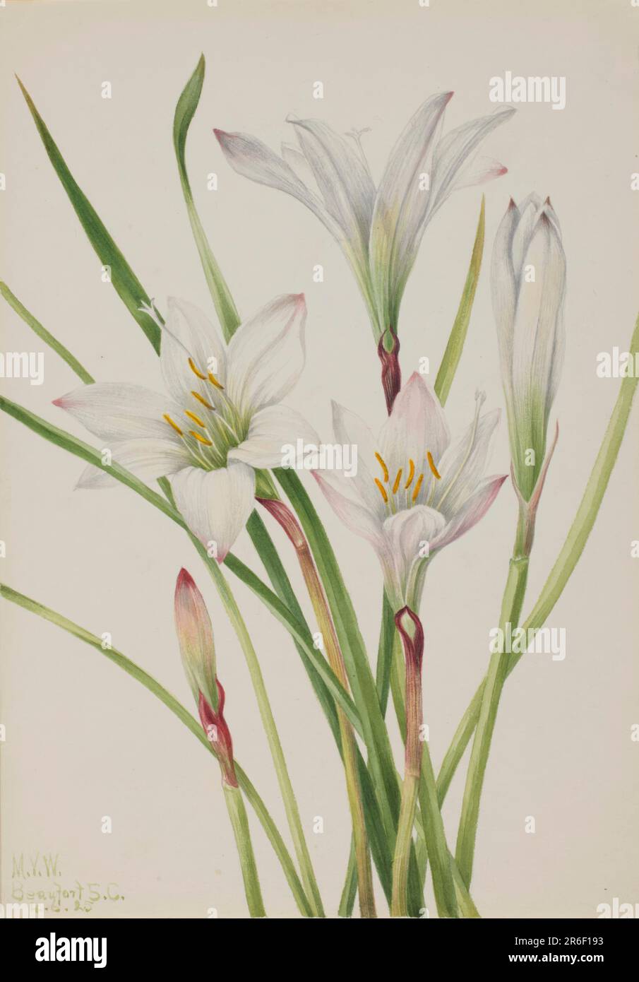 Atamasco-Lily (Atamosco atamasco). Watercolor on paper. Date: 1925 ...