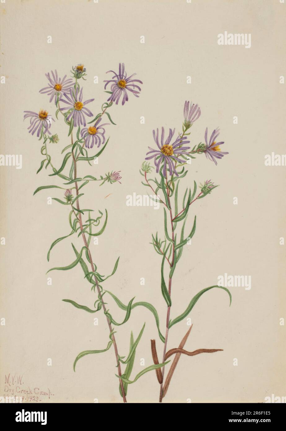 Prairie Aster (Aster campestris). Watercolor on paper. Date: 1923 ...
