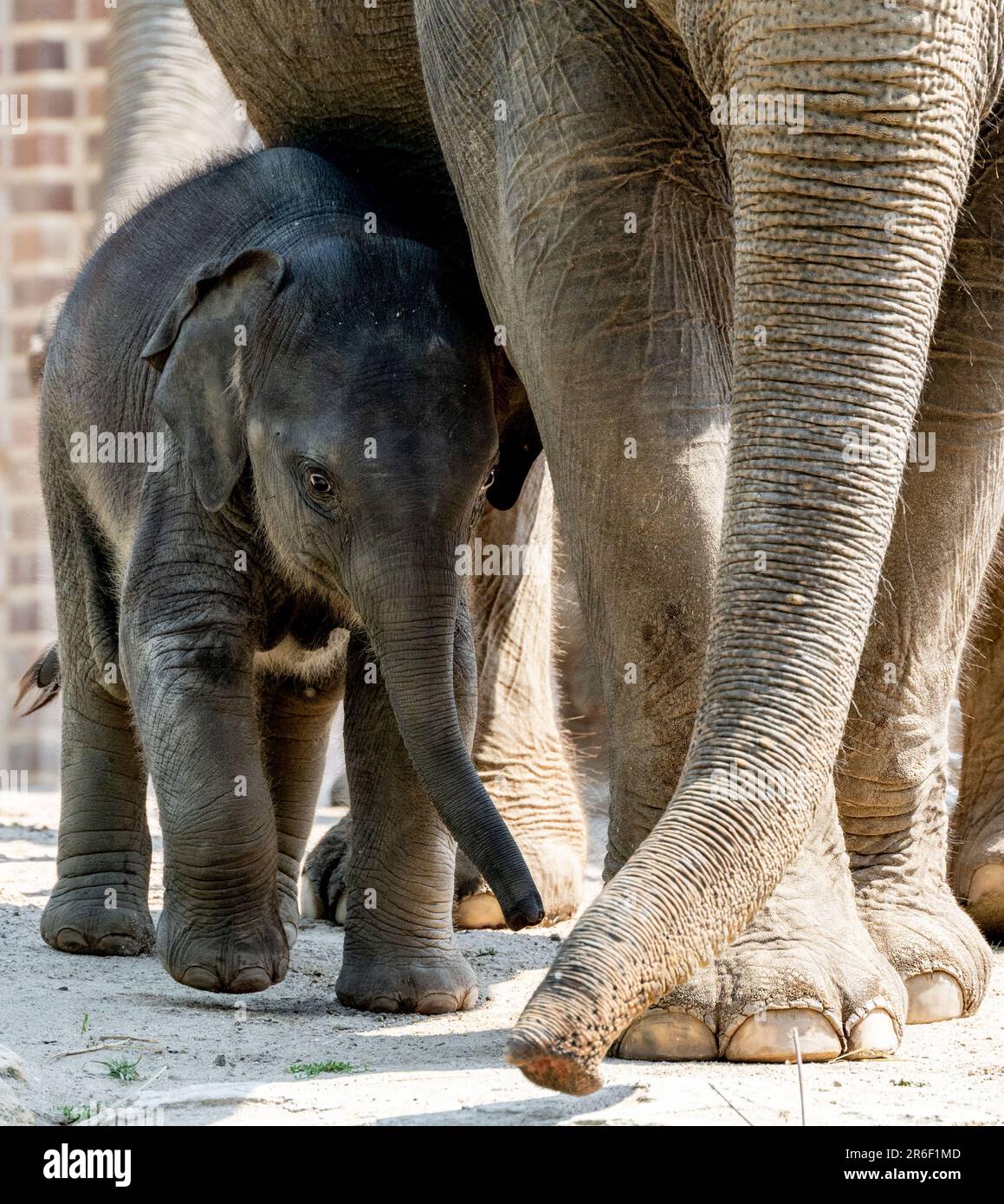 Leipzig, Germany. 09th June, 2023. Zaya, the youngest elephant in ...