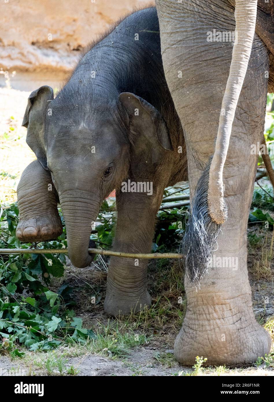 Leipzig, Germany. 09th June, 2023. Zaya, the youngest elephant in ...