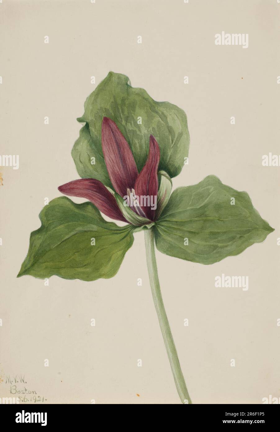 Giant Trillium (Trillium chloropetalum). Date: 1921. Watercolor on ...