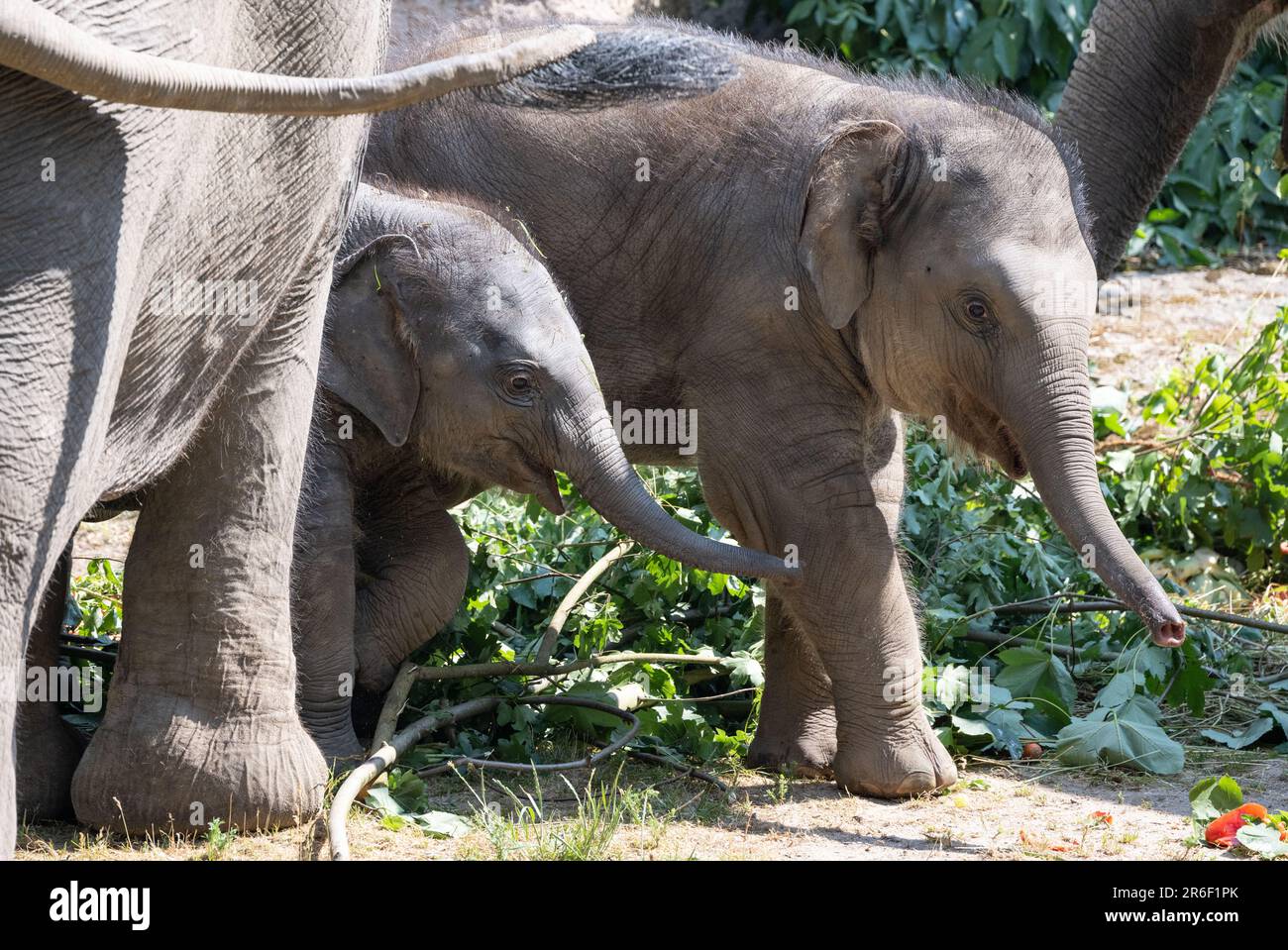 Leipzig, Germany. 09th June, 2023. Zaya (l), the youngest elephant in ...