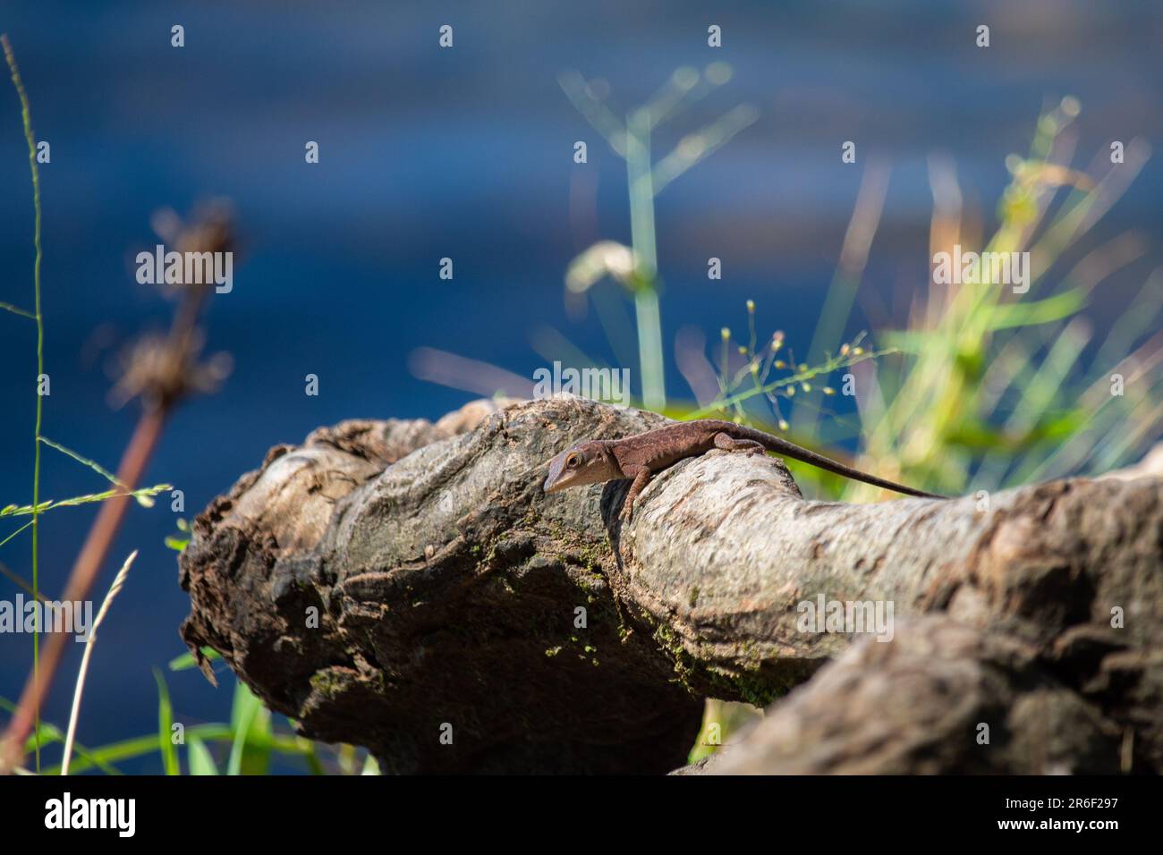 A brown anole basking on a tree branch Stock Photo - Alamy