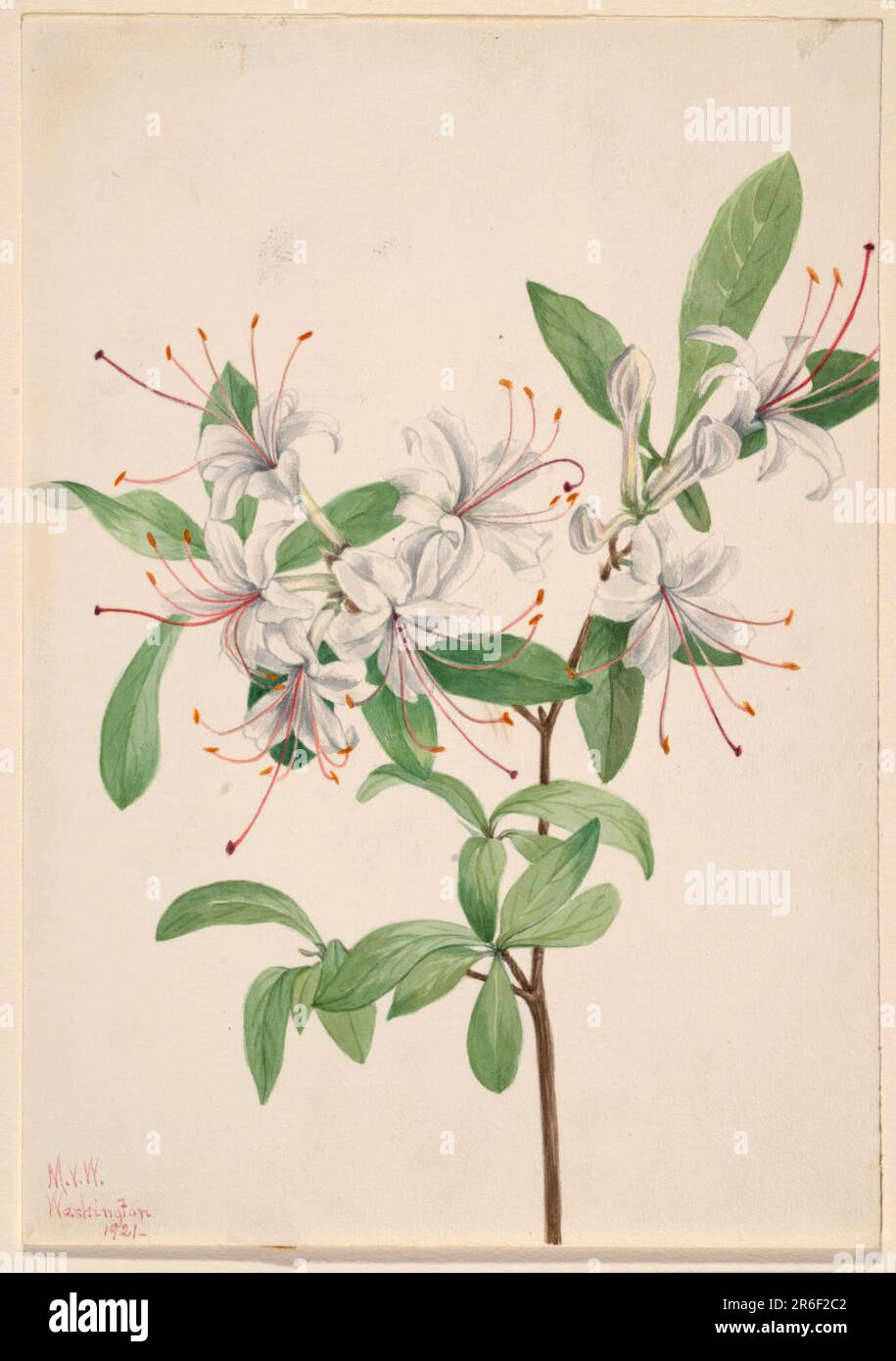 Sweet Azalea (Azalea arborescens). Date: 1921. Watercolor on paper ...