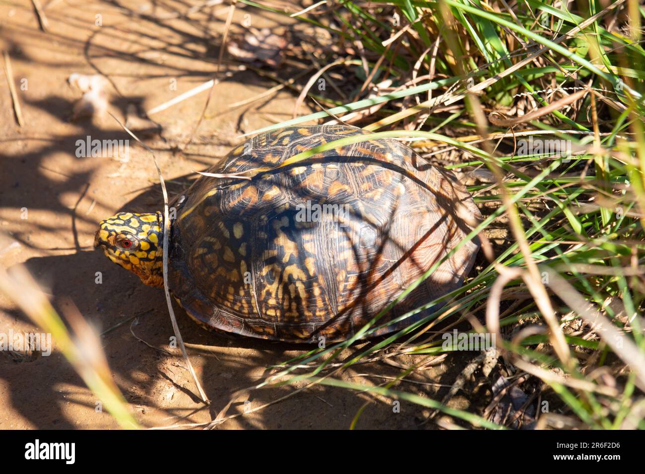 Eastern box turtle shell pattern hi-res stock photography and images ...