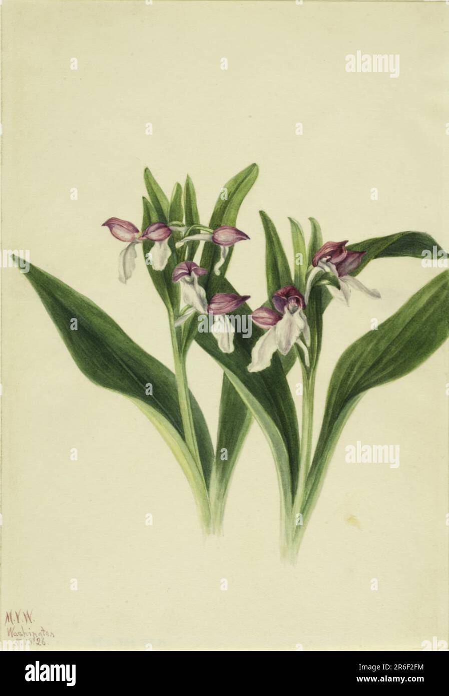 Showy Orchis (Orchis spectabilis). Date: 1926. Watercolor on paper ...
