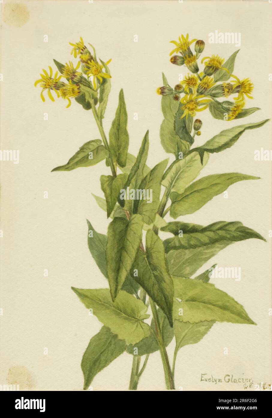 Arrowleaf Groundsel (Senecia triangularis). Date: 1916. Watercolor on ...