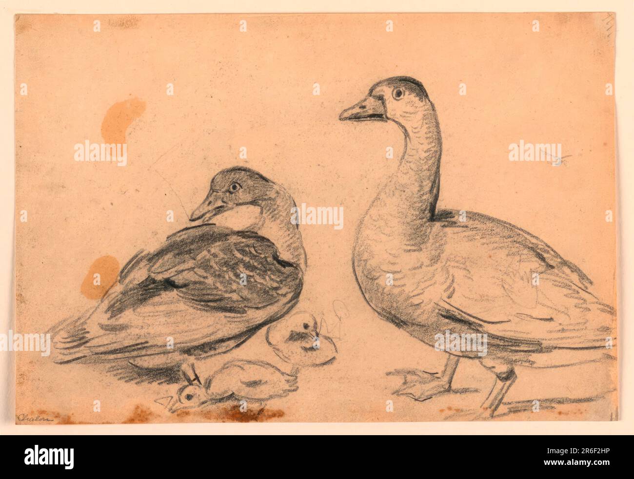 At left: a duck is shown in profile with her head turned backwards. Two ...