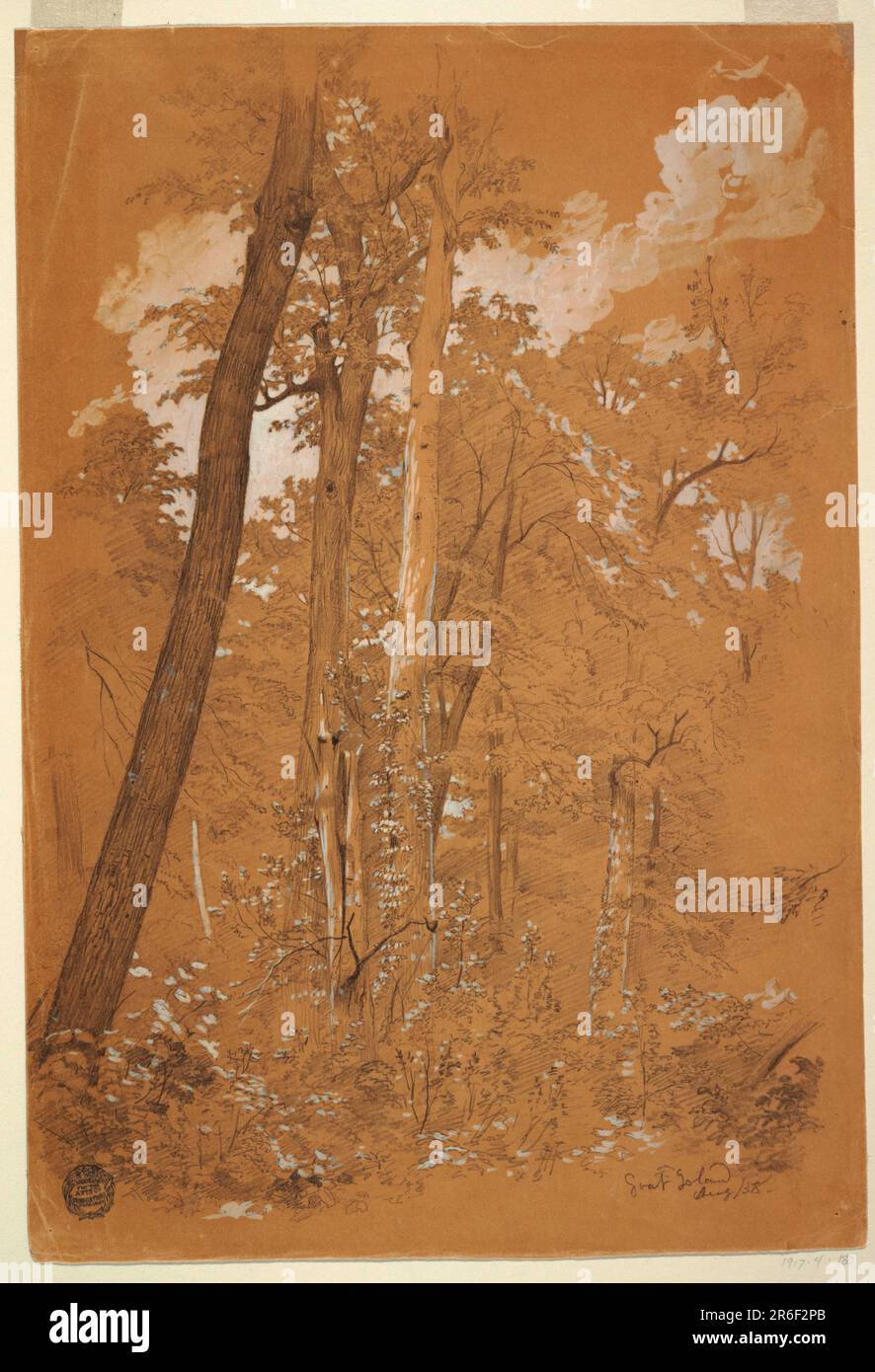 Vertical view of tall trees, apparently chestnuts, and woodland ...