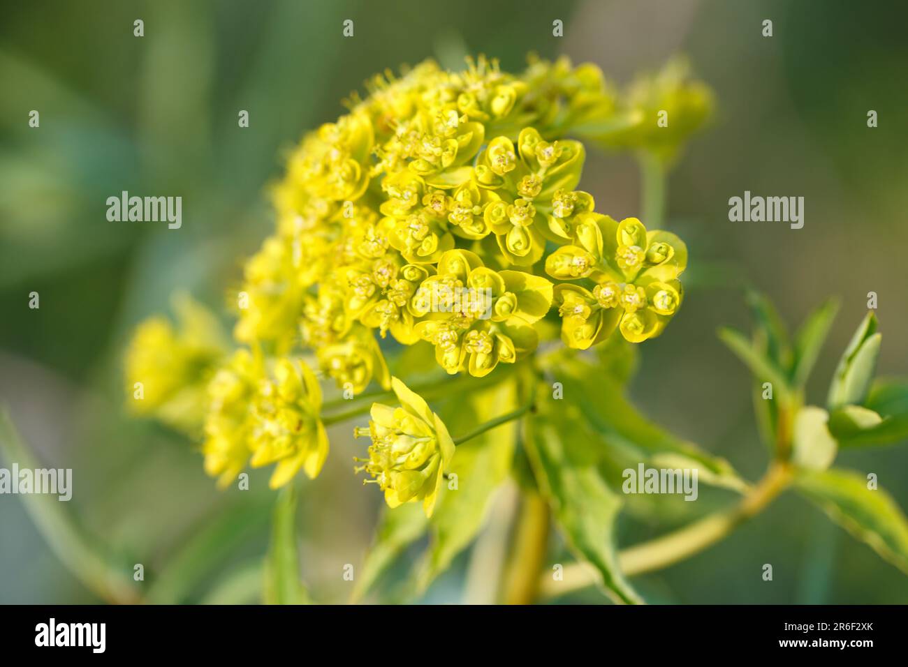 Euphorbia virgata, commonly known as leafy spurge, wolf's milk leafy ...
