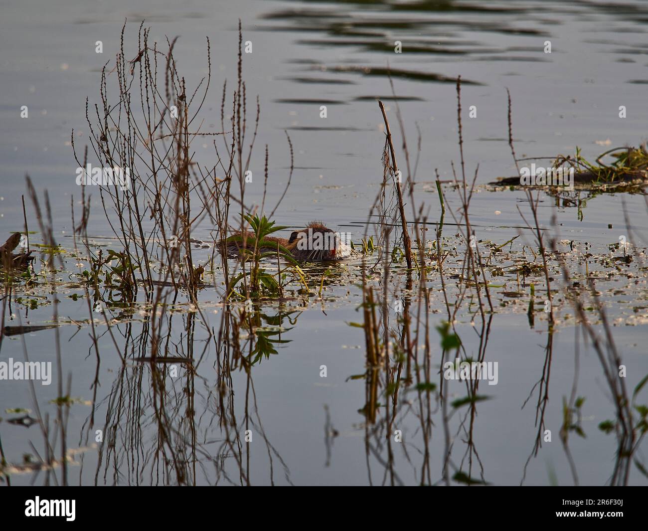 The Nutria, Myocastor coypus, also coypu, is a large, herbivorous ...