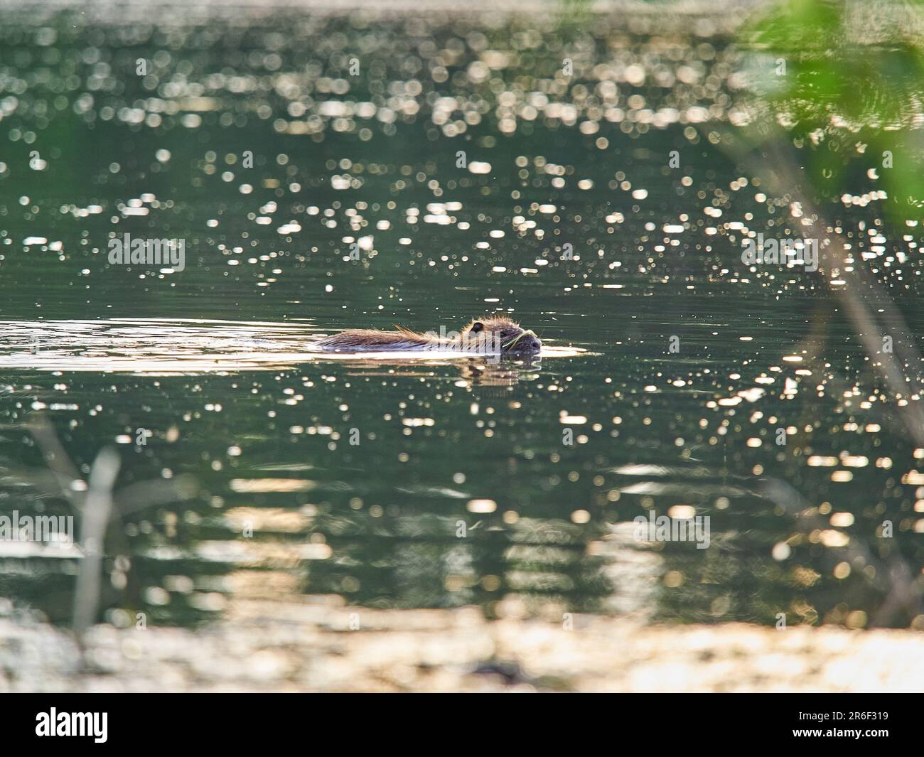 The Nutria, Myocastor coypus, also coypu, is a large, herbivorous ...