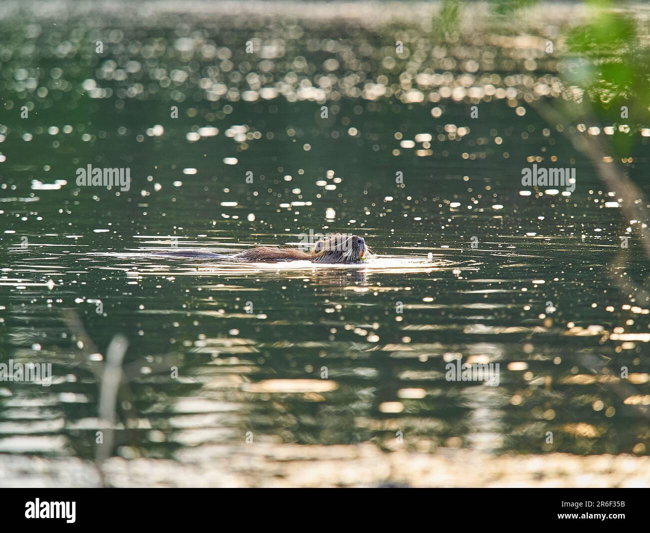 The Nutria, Myocastor coypus, also coypu, is a large, herbivorous ...