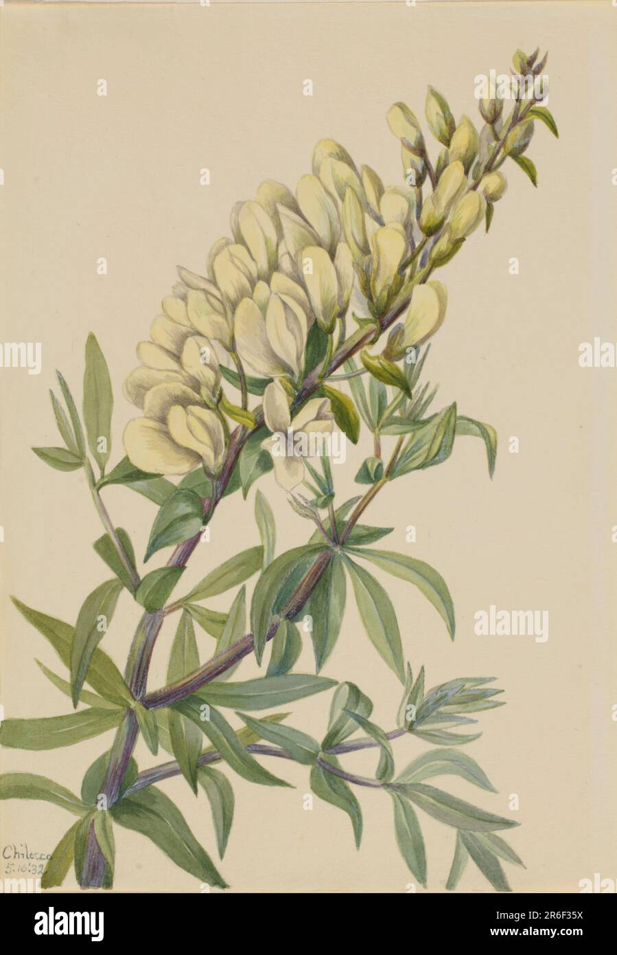 Indigo plant painting hi-res stock photography and images - Alamy