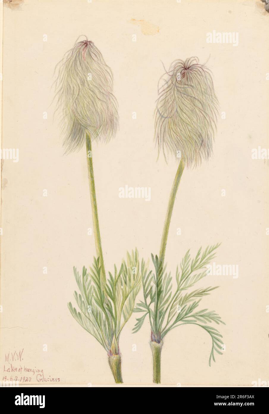 Plume Anemone (Pulsatilla occidentalis). Watercolor on paper. Date ...