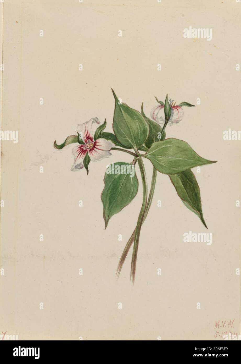 Painted Trillium (Trillium undulatum). Date: 1924. Watercolor on paper ...