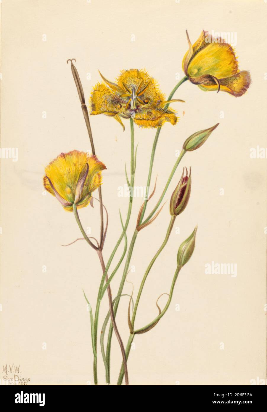 San Diego Mariposa (Calochortus weedii). Watercolor on paper. Date ...