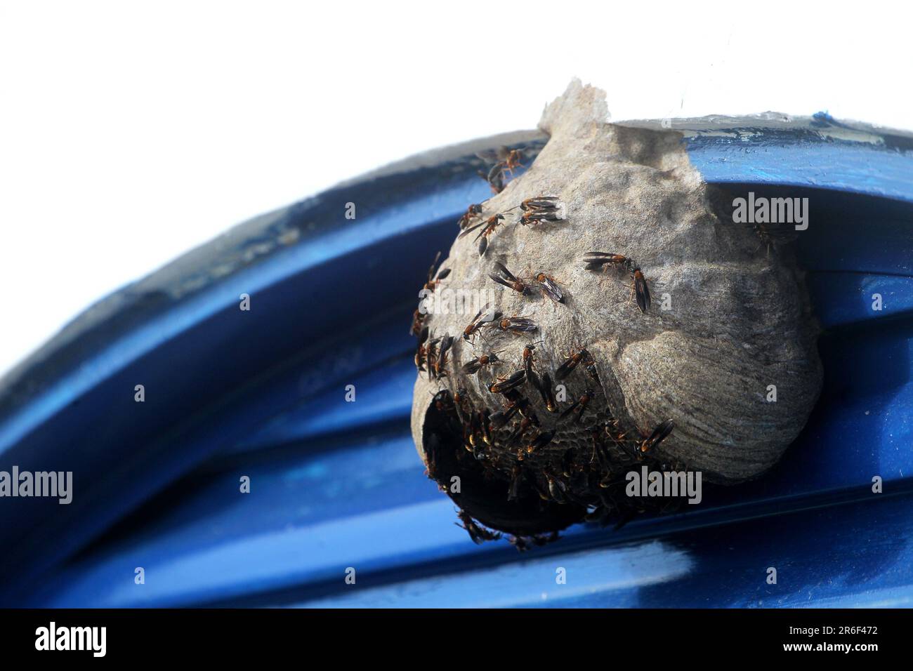 itaberaba, bahia, brazil - june 3, 2023: wasp house - wasp - next to a ...