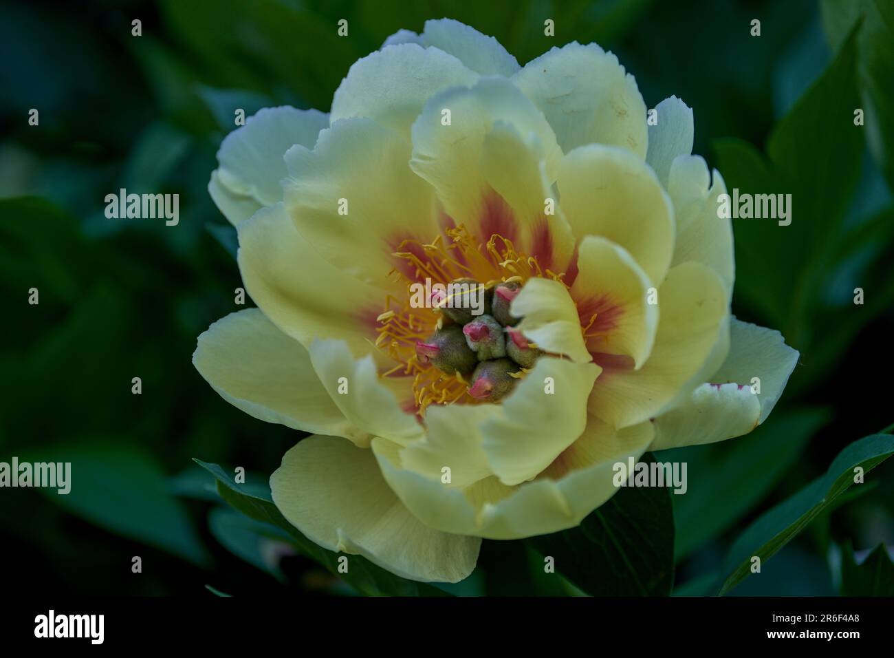 Lush colorfull colourfull charming fragile peony flower close up ...