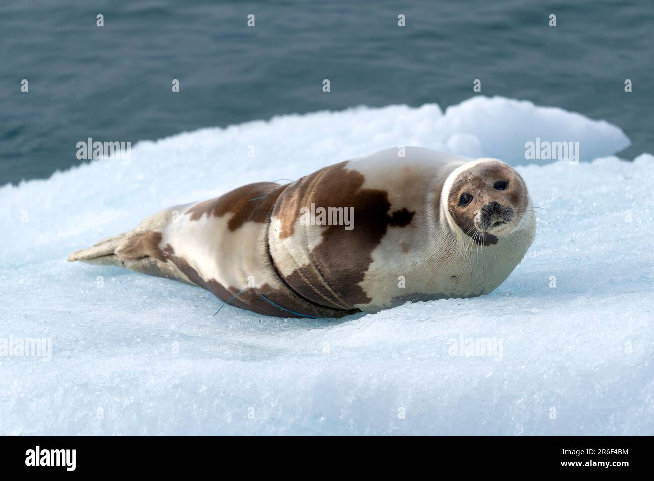 harp seal on iceberg in north ocean around svalbard (CTK Photo/Ondrej ...
