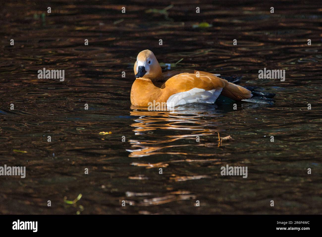An Ogar duck (Tadorna ferruginea) swimming serenely in a pond Stock ...
