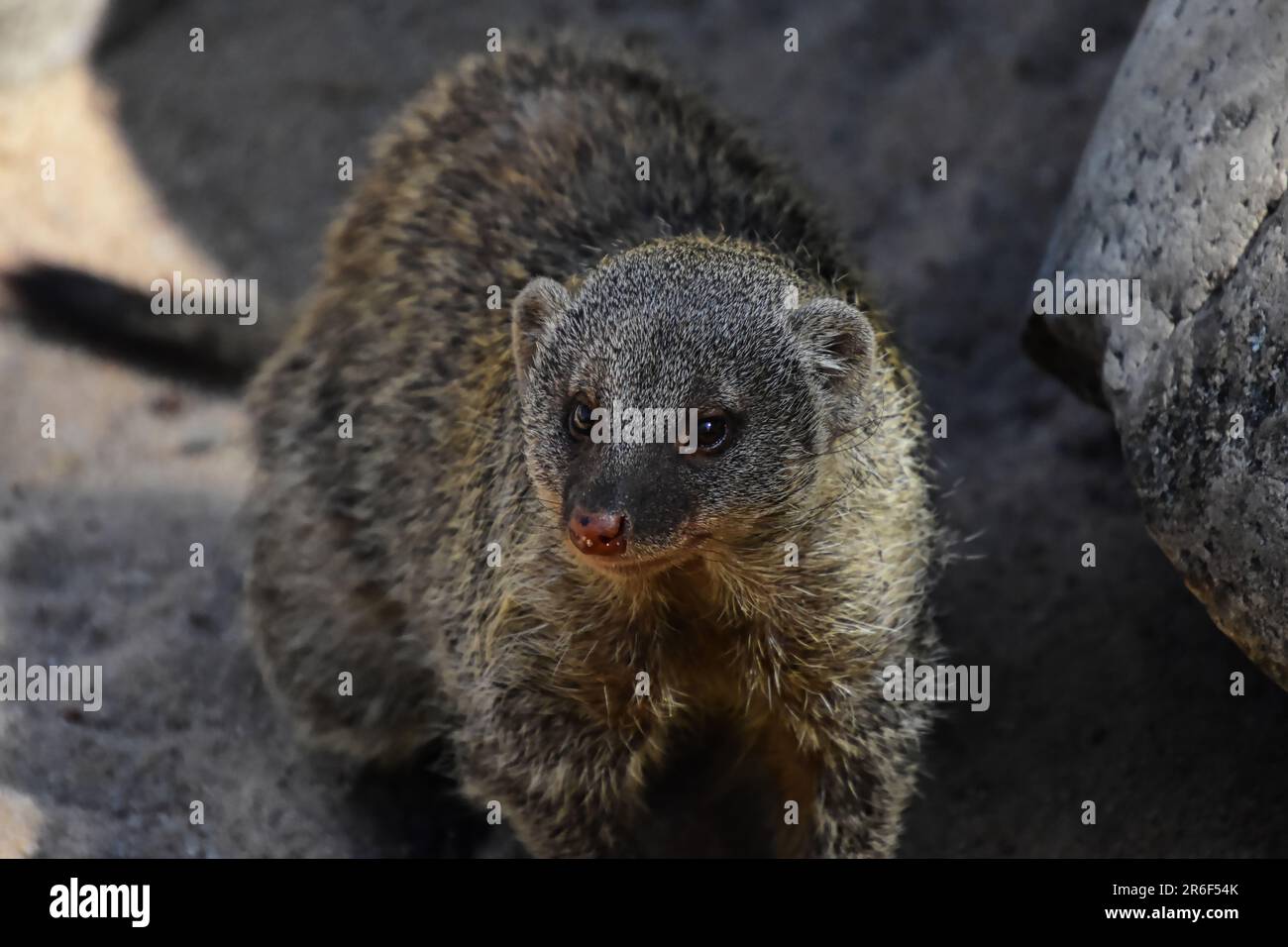 A close-up shot of an adorable banded mongoose on the ground Stock ...