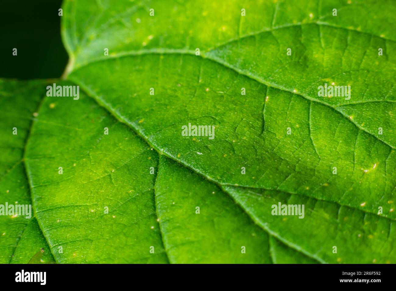 Abstract green leaves texture for background. Natural environment ...