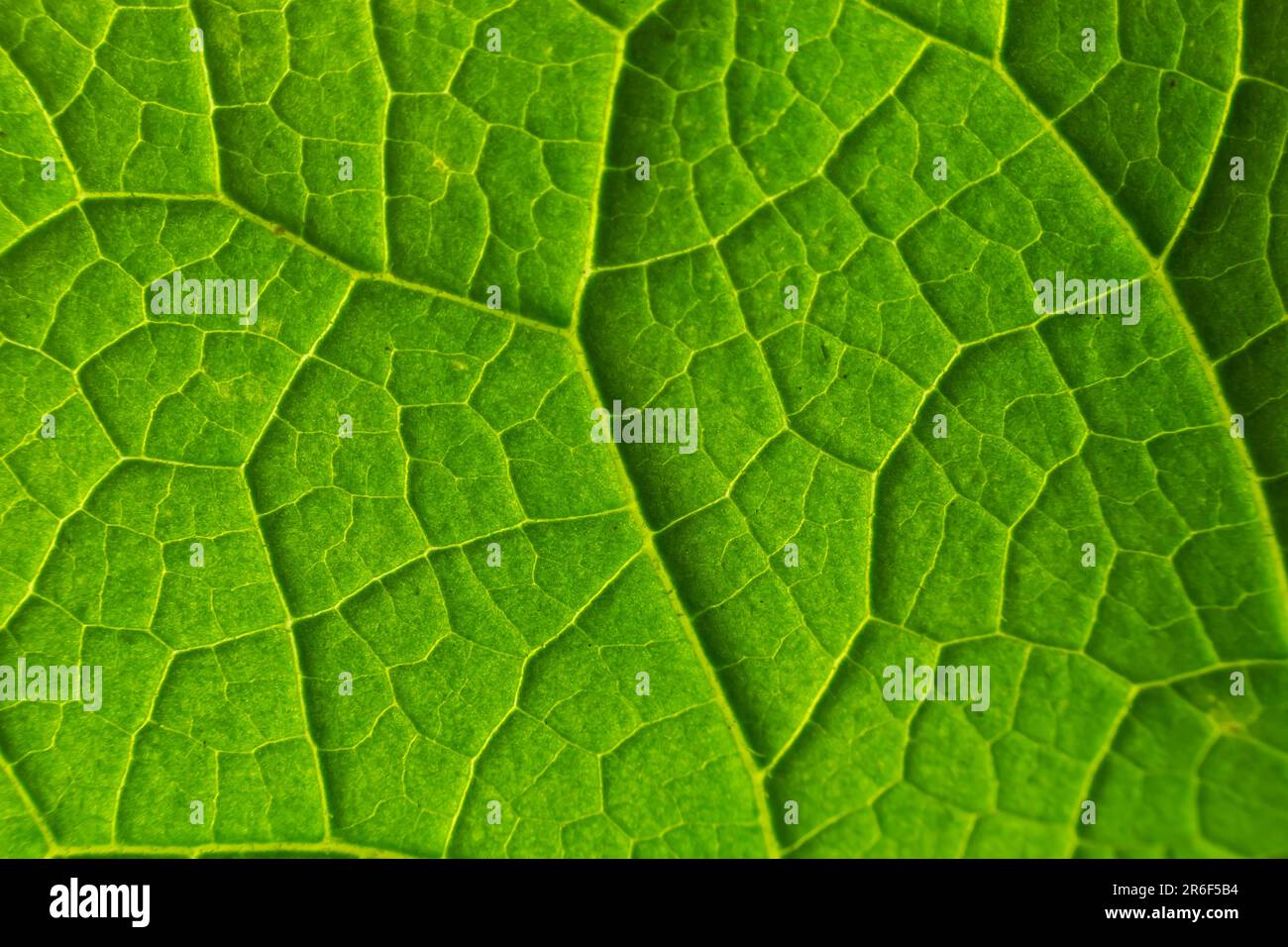 Abstract green leaves texture for background. Natural environment ...