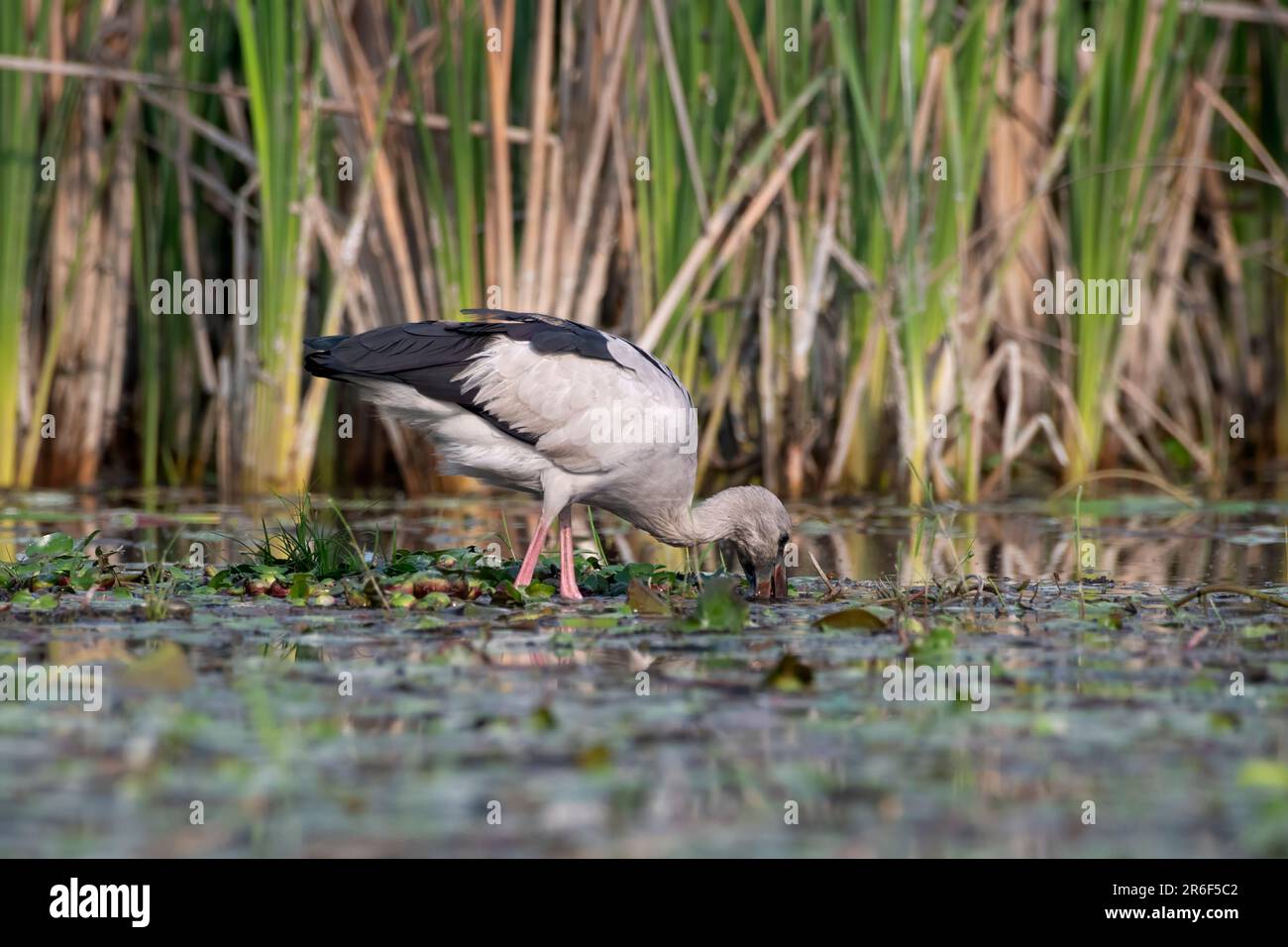 Asian openbill or Asian openbill stork (Anastomus oscitans) observed in ...