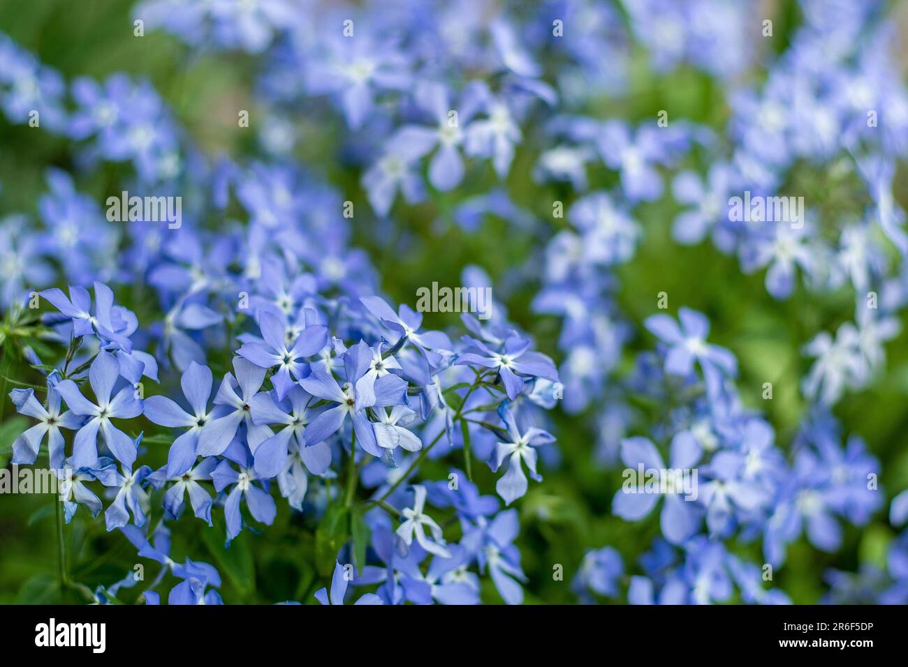 Fabulous Blue Dark Center. Blue phlox flowers. Floral background in the ...