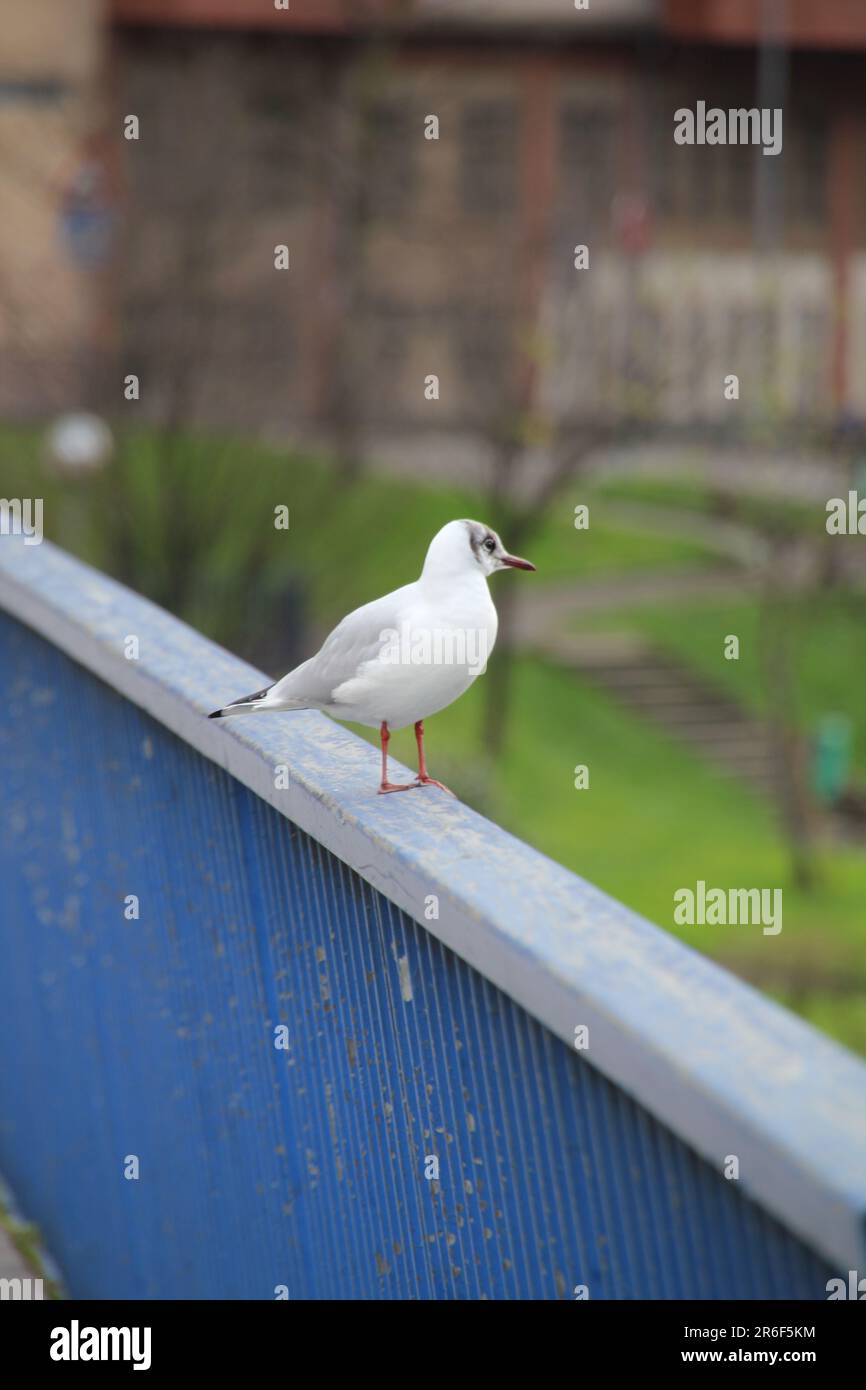 A small-sized bird perched atop a stone ledge, its beak wide open as if ...