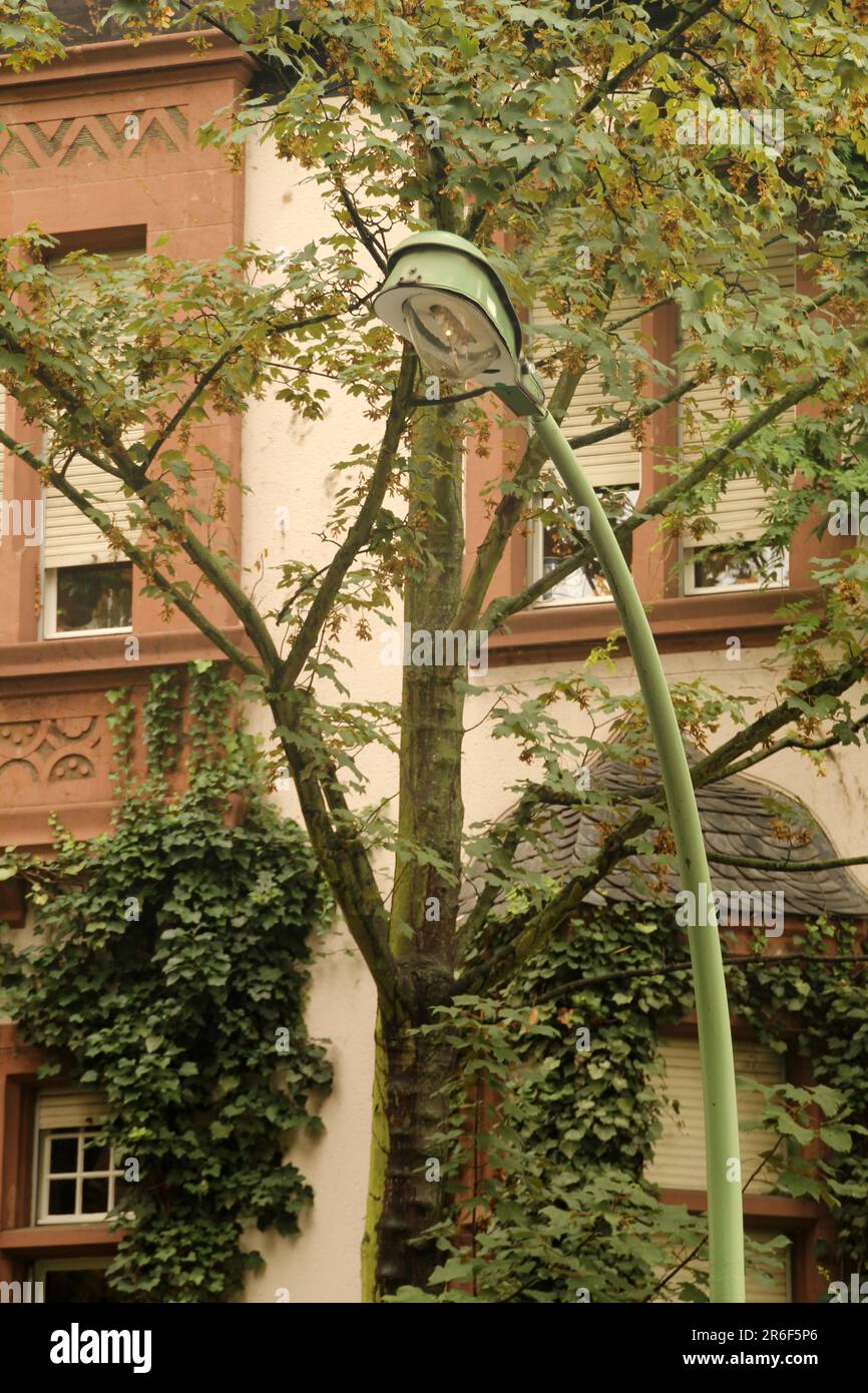 An old tree stands beside a rustic brick building, the sunlight casting ...